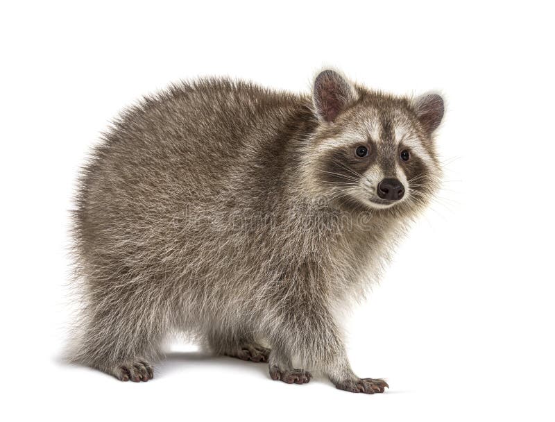 Mapache rojo mirando lejos imagen de archivo. Imagen de piel - 221595665