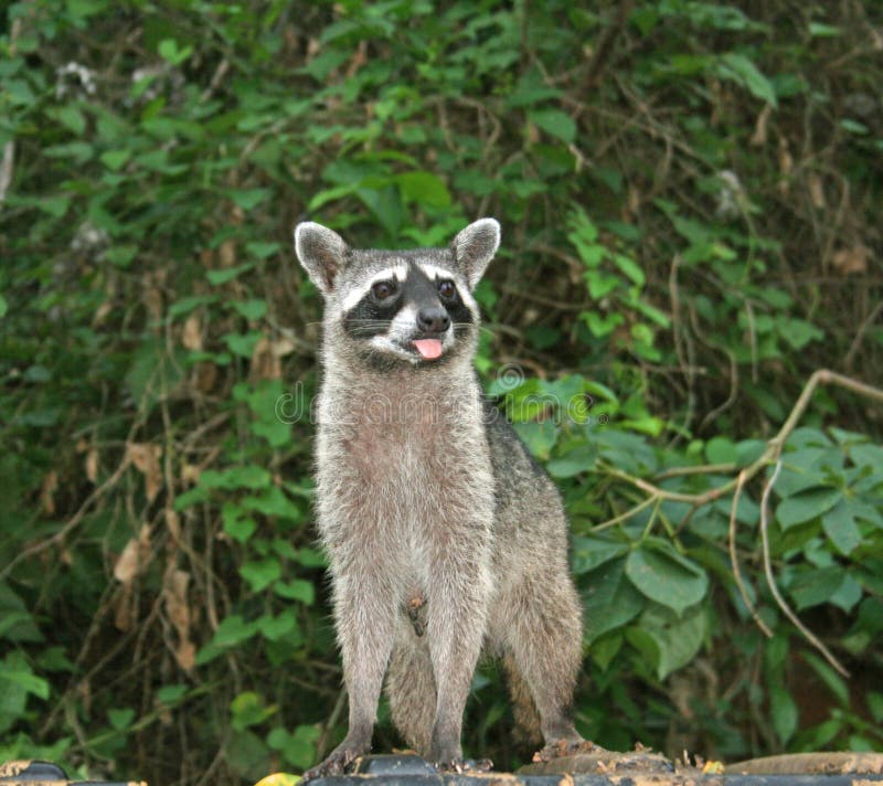 Mapache norteño foto de archivo. Imagen de obstaculice - 11637618