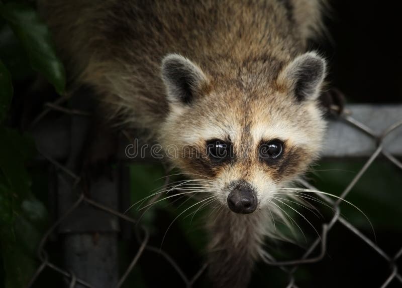 Mapache norteamericano imagen de archivo. Imagen de cara - 10135721