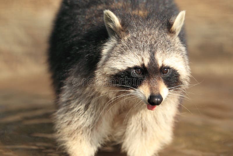 Mapache norteamericano imagen de archivo. Imagen de norteamericano ...