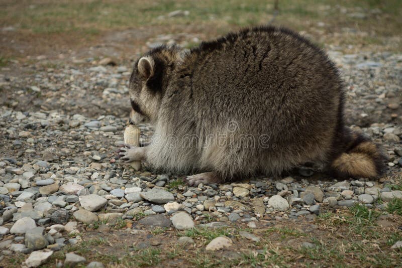 Mapache norteamericano foto de archivo. Imagen de ripia - 84701668