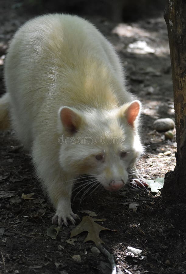 Mapache Norteamericano Blanco Inusual Con La Piel Larga Imagen de ...