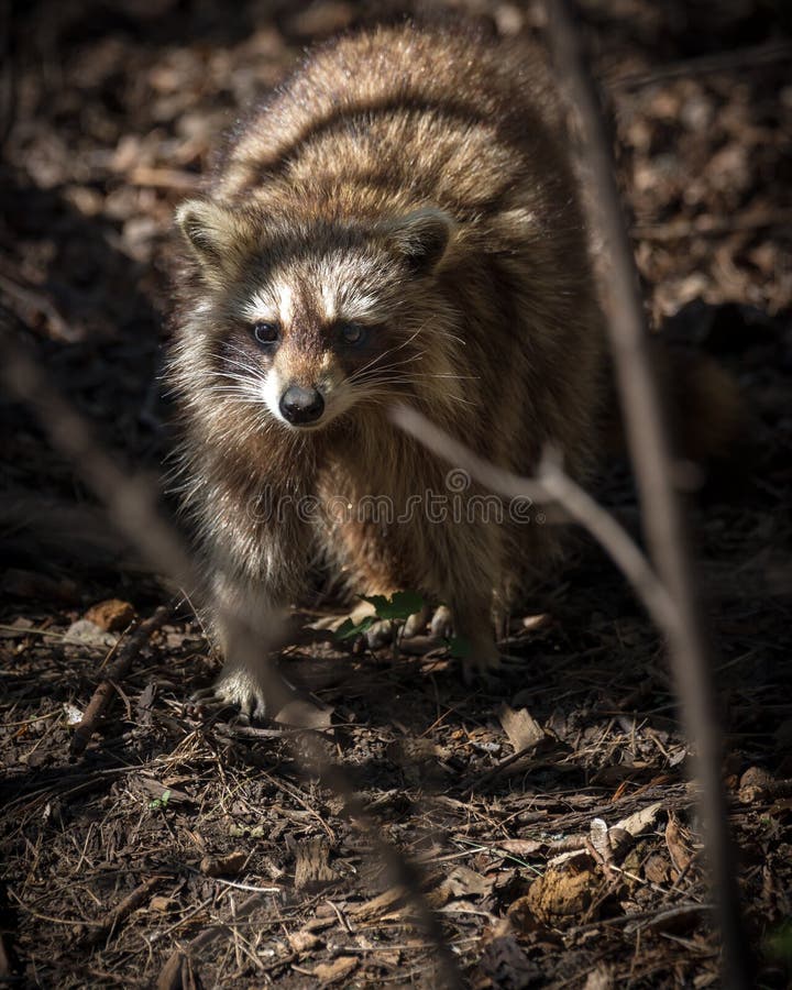 Mapache Americano En El Bosque Imagen de archivo - Imagen de america ...
