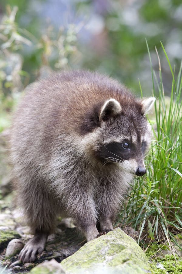 Mapache O Racoon (lotor Del Procyon) Imagen de archivo - Imagen de ...