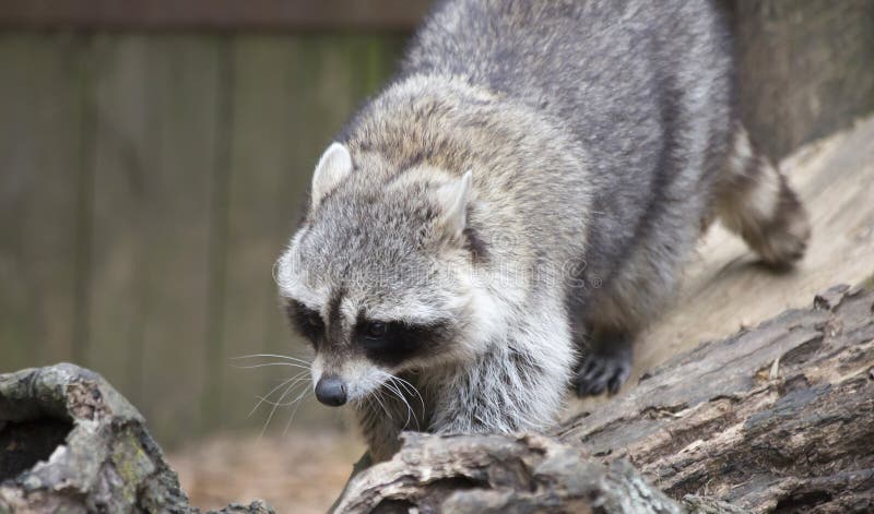 Mapache, Oso Que Se Lava Y X28; Lotor& X29 Del Procyon; Imagen de ...