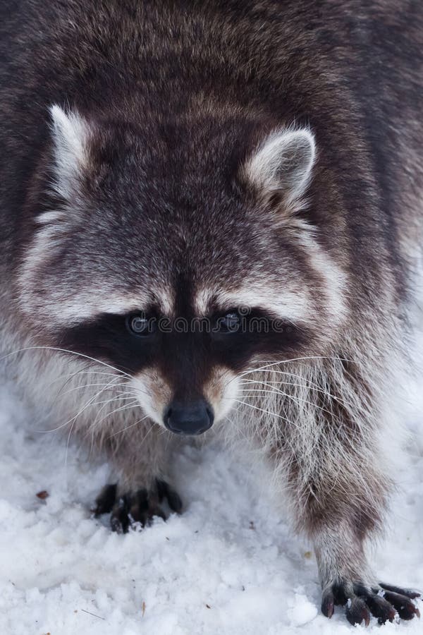 Mapache Peludo De La Cara, Mapache En El Primer De La Nieve Imagen de ...
