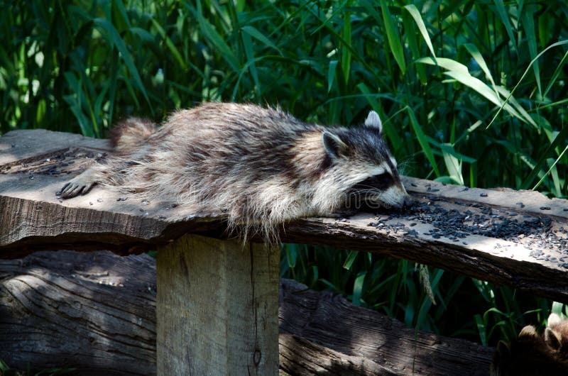 Mapache Que Come La Semilla Foto de archivo - Imagen de local, piel ...
