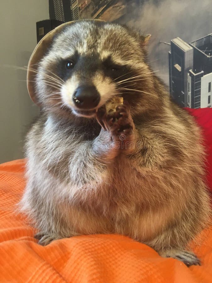 Mapache feliz foto de archivo. Imagen de omnívoro, learning - 18303384