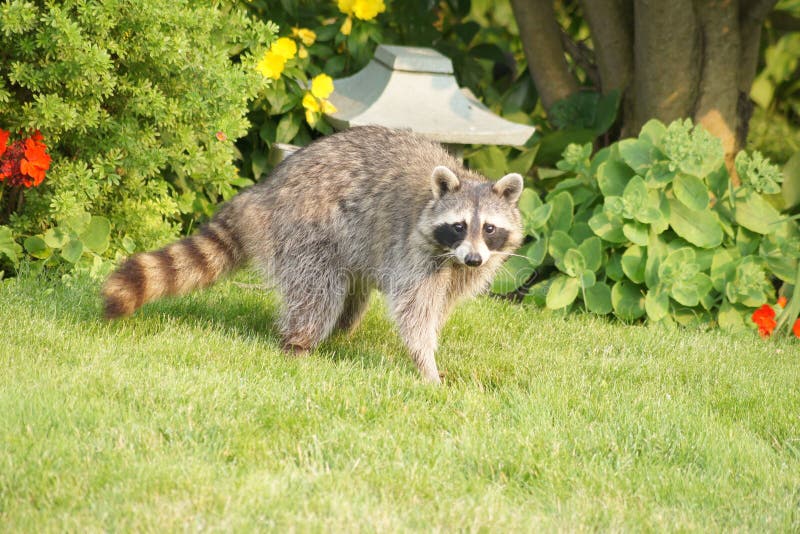 505 Mapache Con Las Flores Fotos de stock - Fotos libres de regalías de ...