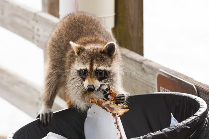 Mapache Que Busca La Comida En Basura Foto de archivo - Imagen de gente ...