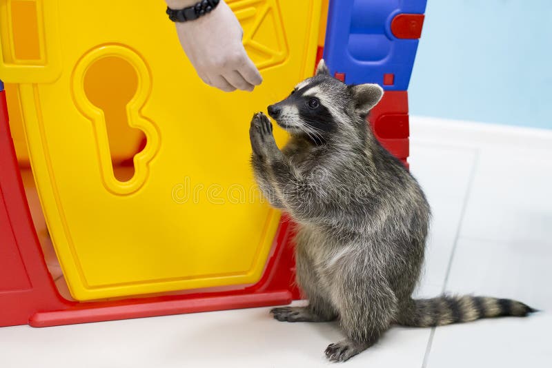 Mapache Que Come Fuera De La Mano Imagen de archivo - Imagen de lindo ...