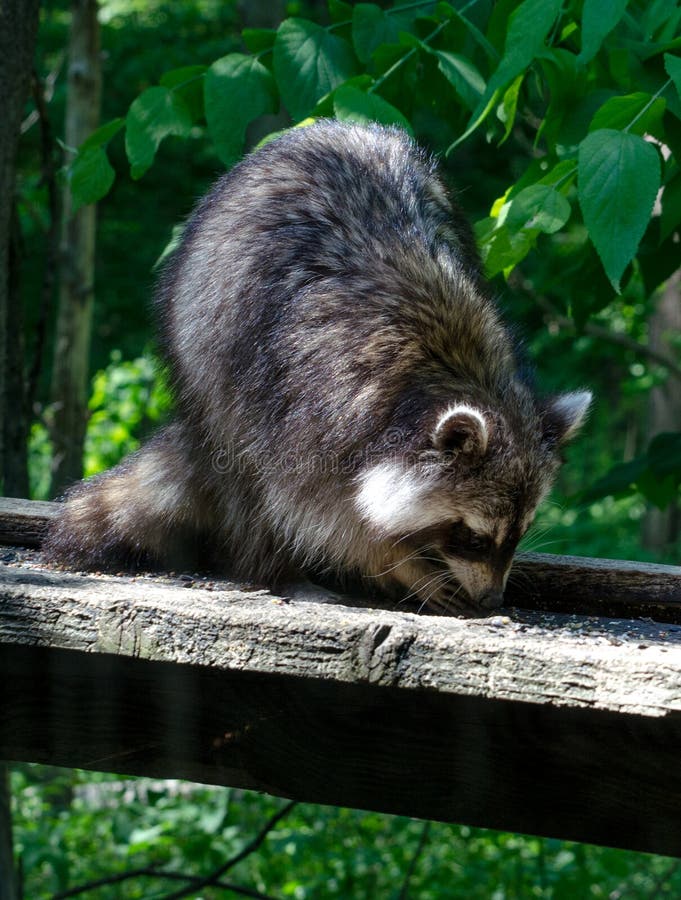 Mapache Que Come La Semilla Foto de archivo - Imagen de local, piel ...