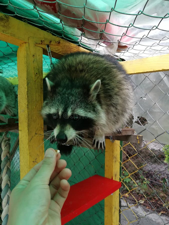 Mapache que come nueces imagen de archivo. Imagen de mapache - 121295715
