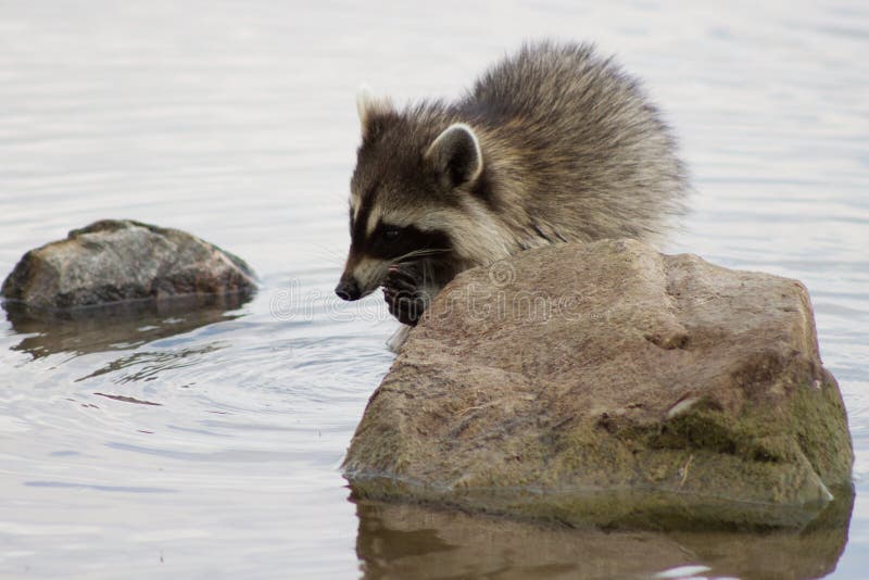 Mapache Que Come Su Captura Foto de archivo - Imagen de cola, astuto ...
