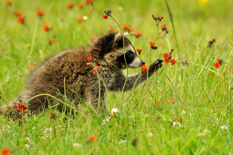 Mapache y flor imagen de archivo. Imagen de belleza, cubo - 42236901