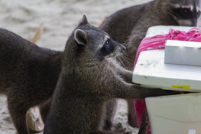 El mapache come el plátano imagen de archivo. Imagen de sonriente ...