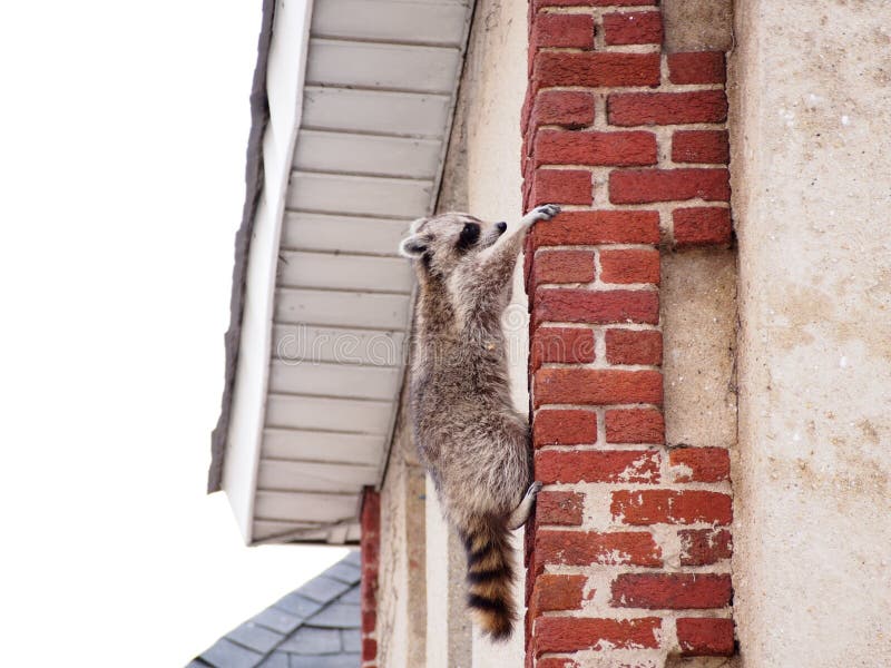 Mapache Rabioso Que Hace Espuma En La Boca Foto de archivo - Imagen de ...