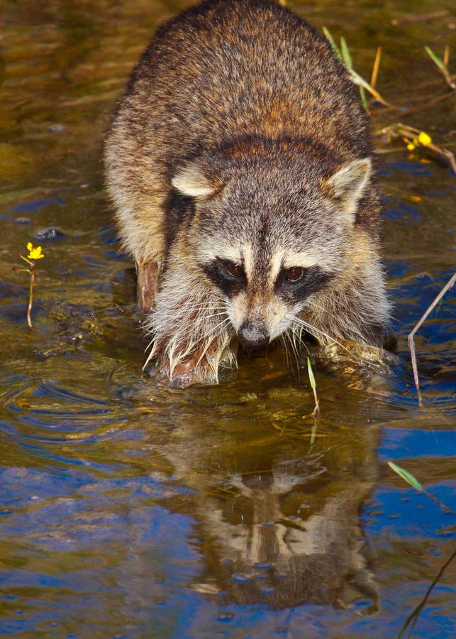 Mapache Salvaje, Boca Abierta Exponiendo Sus Dientes Agudos Foto de ...