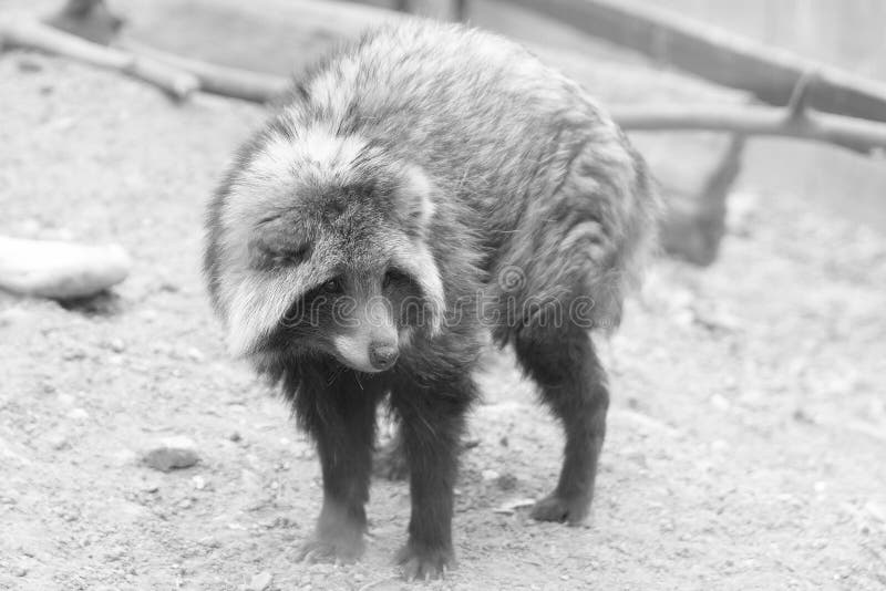 Mapache triste imagen de archivo. Imagen de tristeza - 15883311