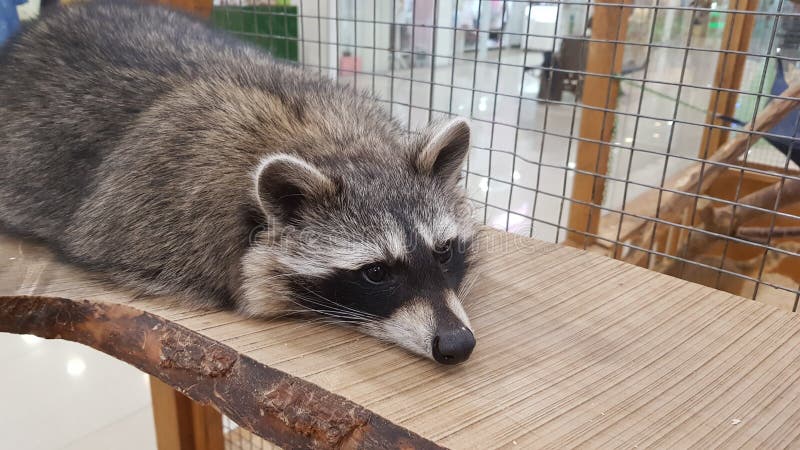 Mapache triste imagen de archivo. Imagen de tristeza - 15883311