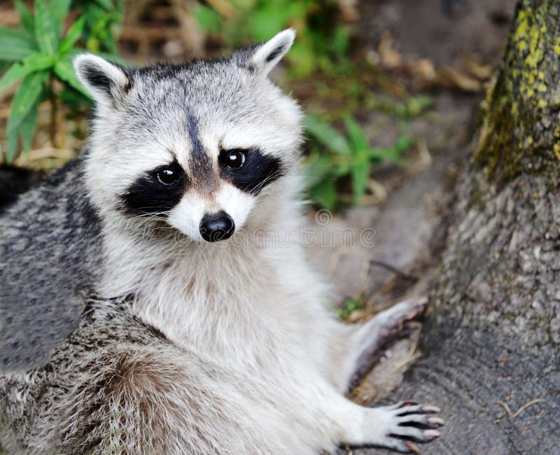 Mapache, un dulce triste foto de archivo. Imagen de presionado - 57529410