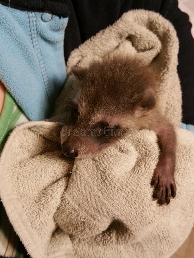 Mapache Viejo Del Bebé De 4 Semanas Imagen de archivo - Imagen de bebé ...