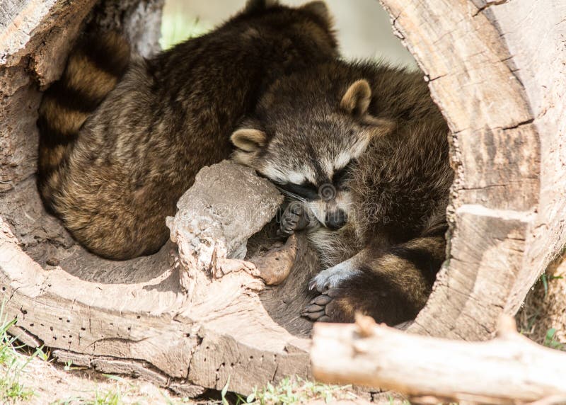 Mapaches Que Duermen En El Carril De La Cubierta Imagen de archivo ...