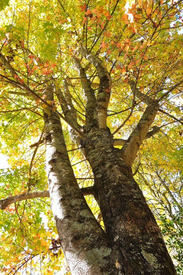 Giant Maple Leaf stock photo. Image of foliage, black, rock - 32440