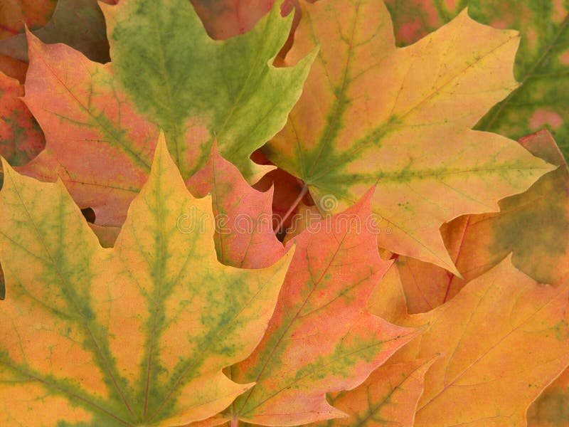 Maple stock image. Image of maple, trees, leaves, natural - 268201