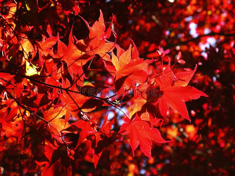 Maple Picture. Image: 5286338