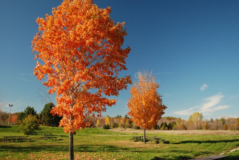 Maple Picture. Image: 6853301