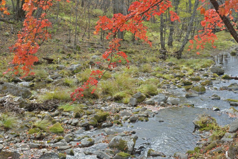 Autumn Maple Above The River Stock Photo - Image of trees, landscape ...