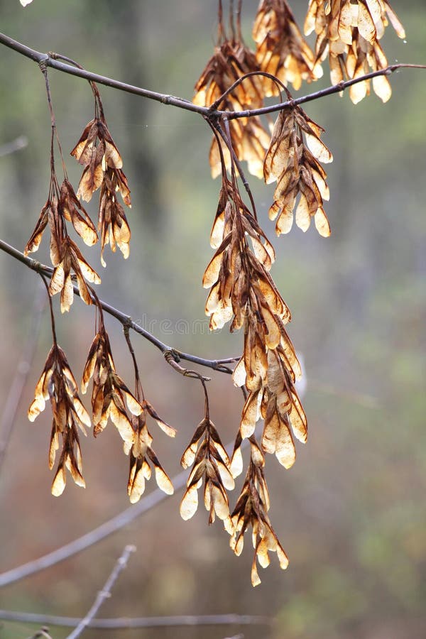 Maple (Acer Negundo) Branch with Ripe Seeds Stock Image - Image of ...