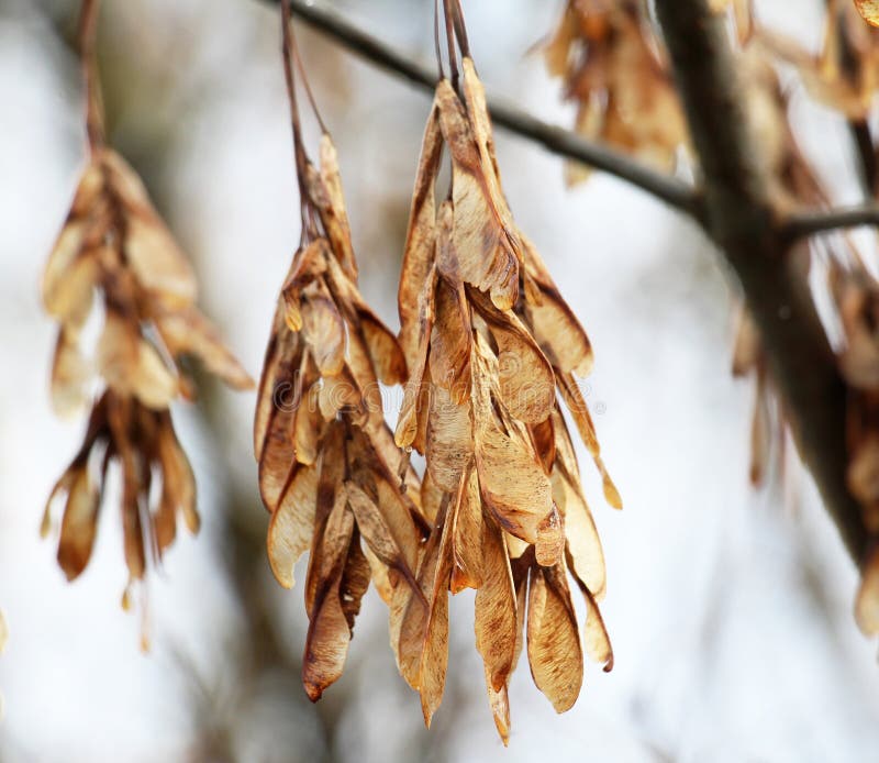 Maple (Acer Negundo) Branch with Ripe Seeds Stock Image - Image of ...