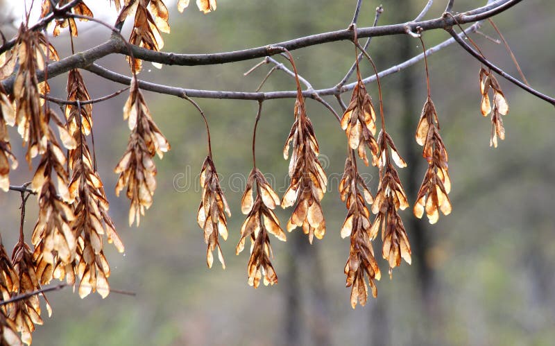 Maple (Acer Negundo) Branch with Ripe Seeds Stock Image - Image of park ...