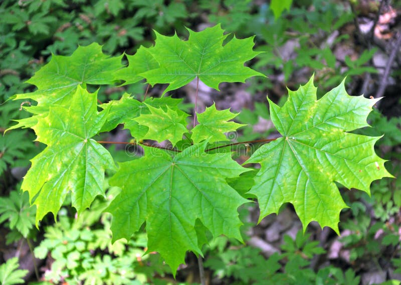 Maple (Acer Platanoides) Blooms in Nature Stock Image - Image of macro ...