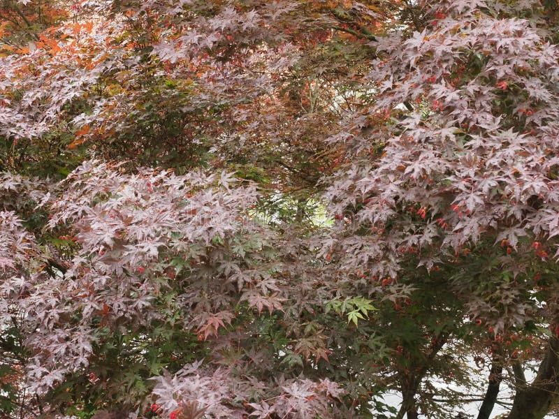 Maple acer tree leaves stock image. Image of america - 218169247