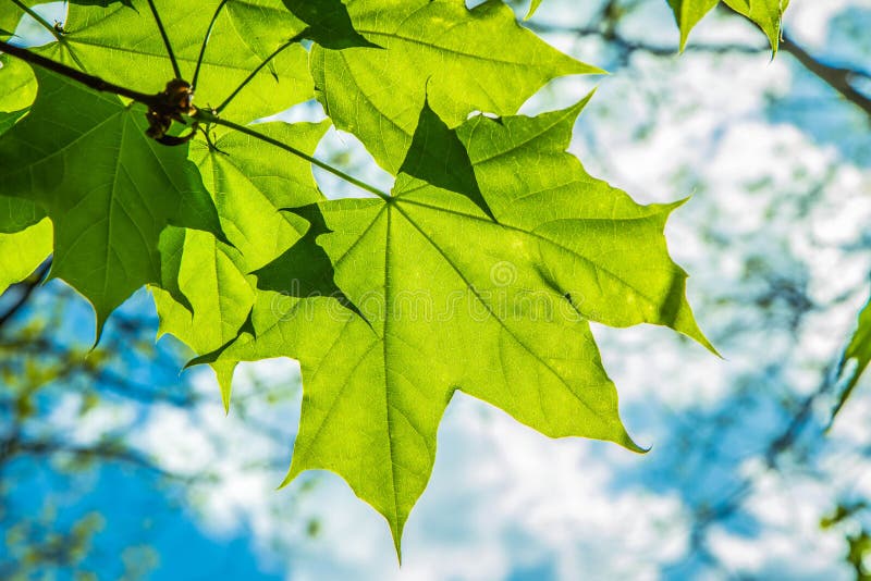 Maple Acer tree stock image. Image of closeup, leaf - 147424255