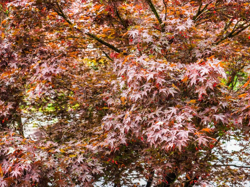 Colorful Autumn Leaves Of A Maple Genus Acer Stock Image - Image of ...