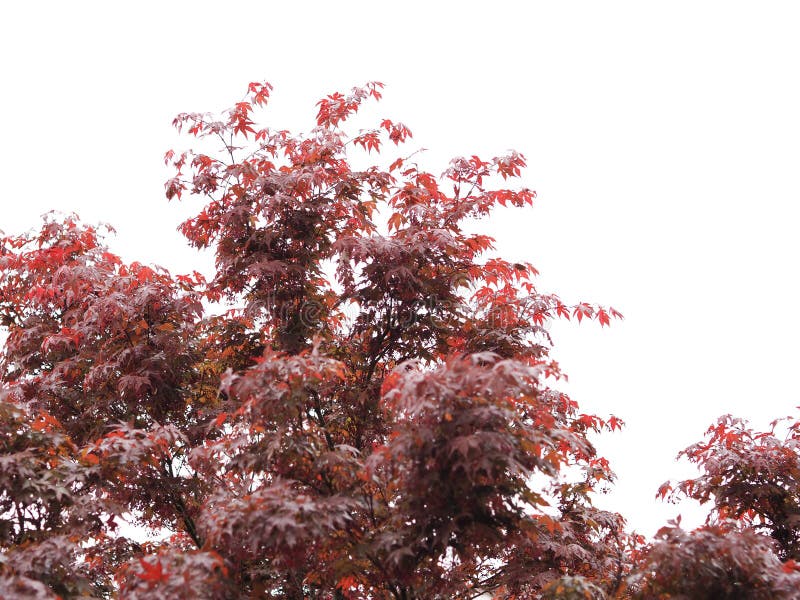 Maple acer tree stock image. Image of canada, tree, background - 216526371