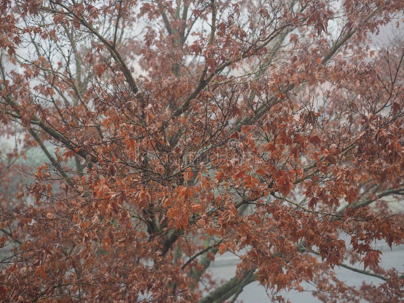 Maple acer tree stock image. Image of green, swamp, leaves - 302554909