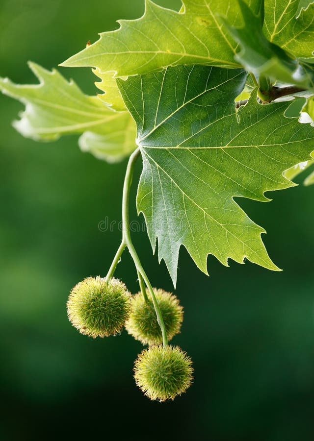 Maple acorns stock photo. Image of leaf, macro, green, wood - 844224