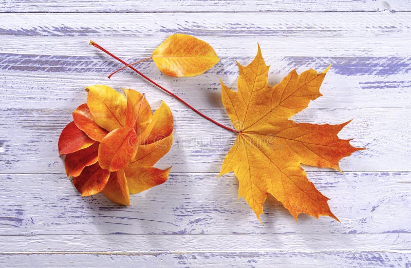 Maple and ash leaves fall stock photo. Image of nature - 142535686