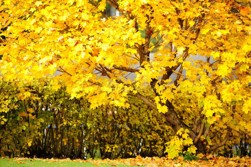 Maple in Autumn Colors, Yellow Leaves. Stock Image - Image of plant ...