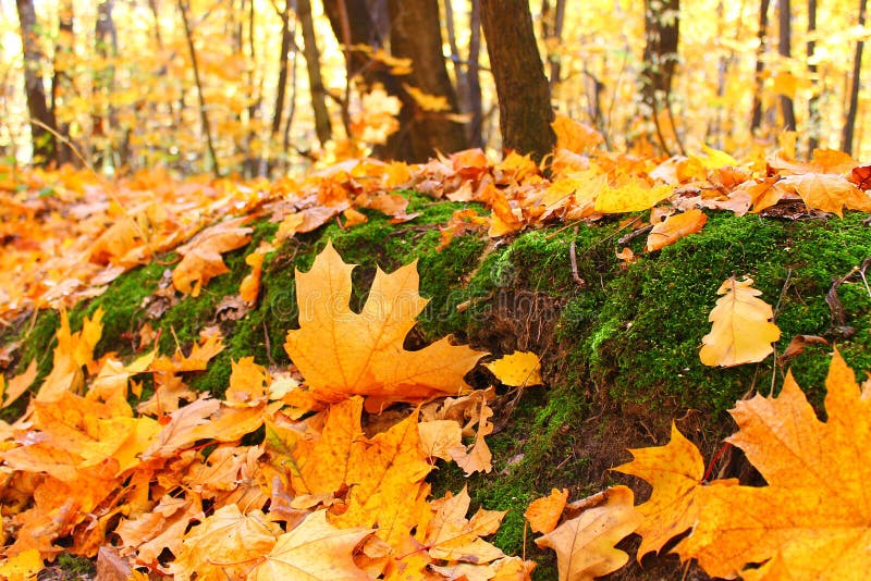 Maple stock photo. Image of autumn, moose, forest, nature - 156655094