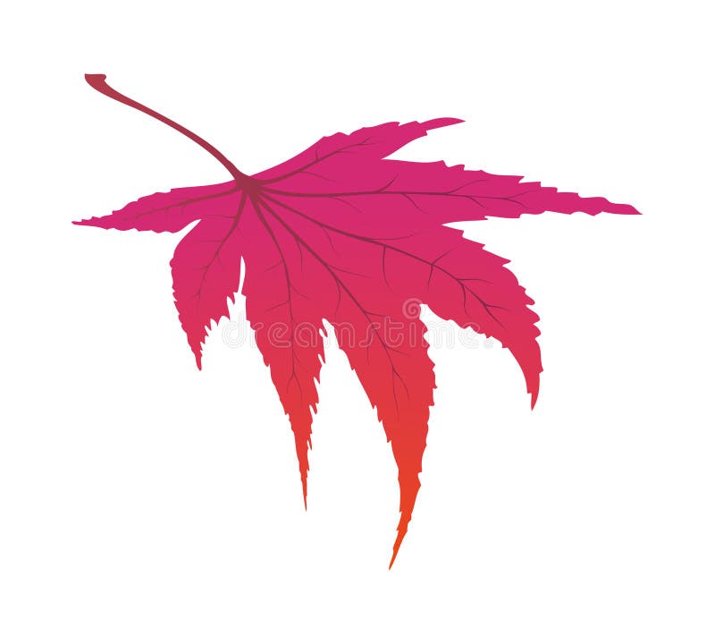 Maple Autumn Leaf stock vector. Illustration of frame - 294089081