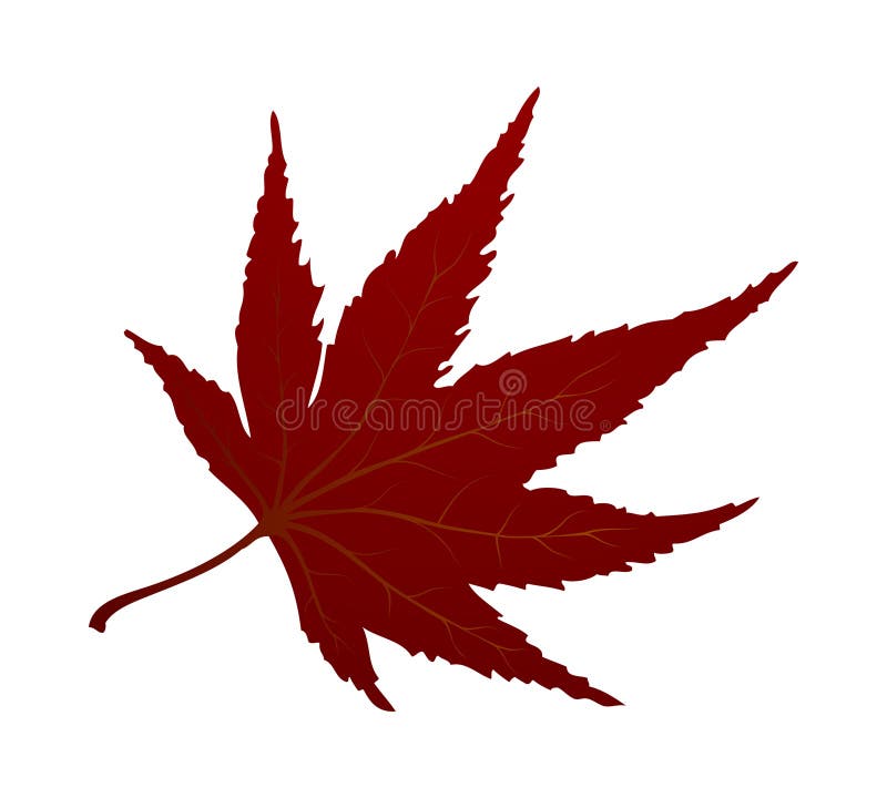 Maple Autumn Leaf stock vector. Illustration of nature - 294089149