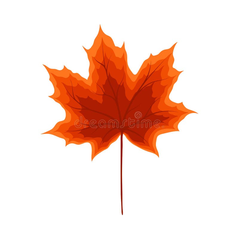 Maple Autumn Leaf stock illustration. Illustration of fall - 258647674