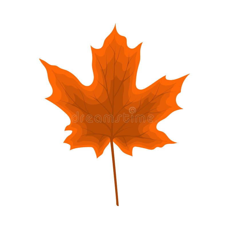 Maple Autumn Leaf stock illustration. Illustration of drawing - 258647725