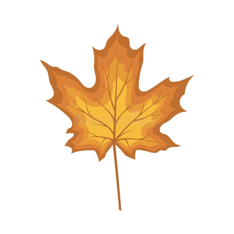 Maple Autumn Leaf stock illustration. Illustration of nature - 258647743
